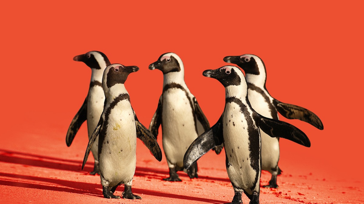 Penguins: The African Chaplin - Apple TV