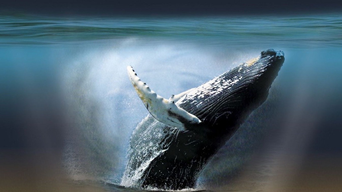 Whaledreamers - Apple TV