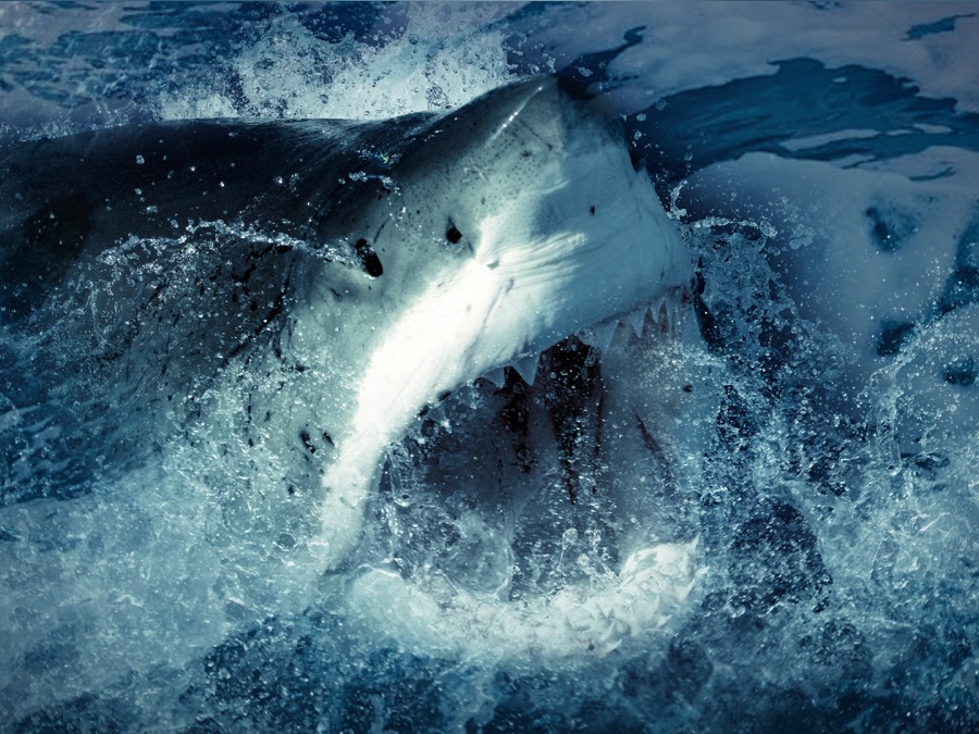 Great White Serial Killer Lives - Apple TV (ES)