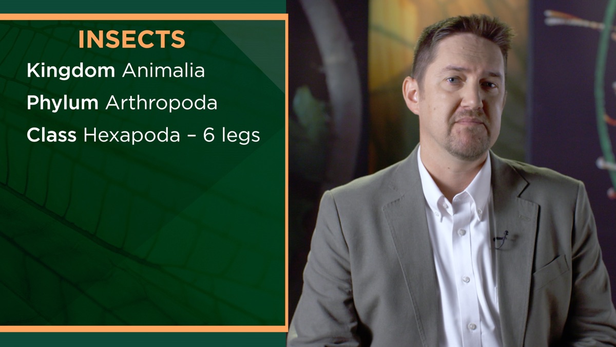 Insect Bodies and Human History - Why Insects Matter: Earth's Most ...