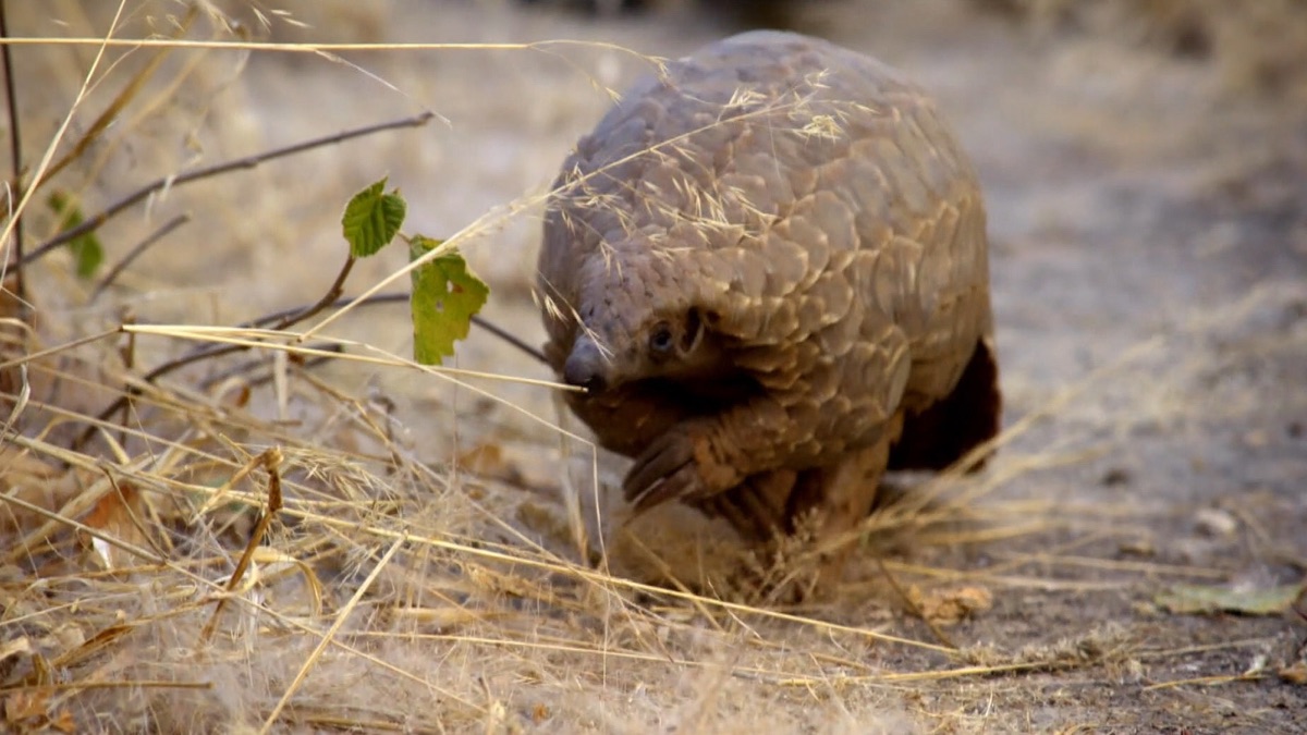 The World's Most Wanted Animal - Apple TV