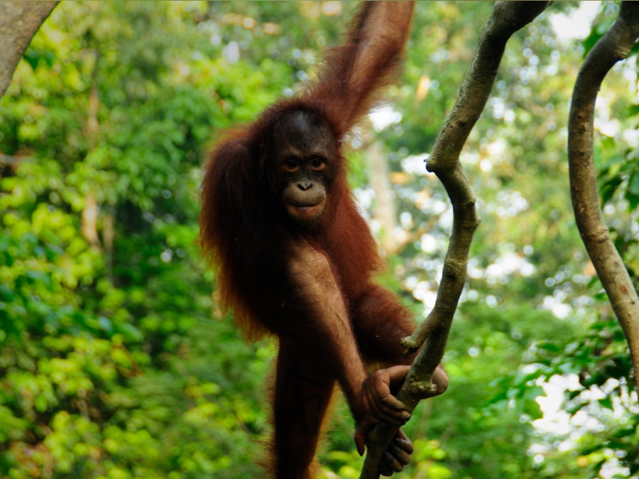 Great Migrations - Apple TV