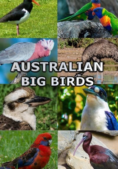 ‎Australian Big Birds - Apple TV