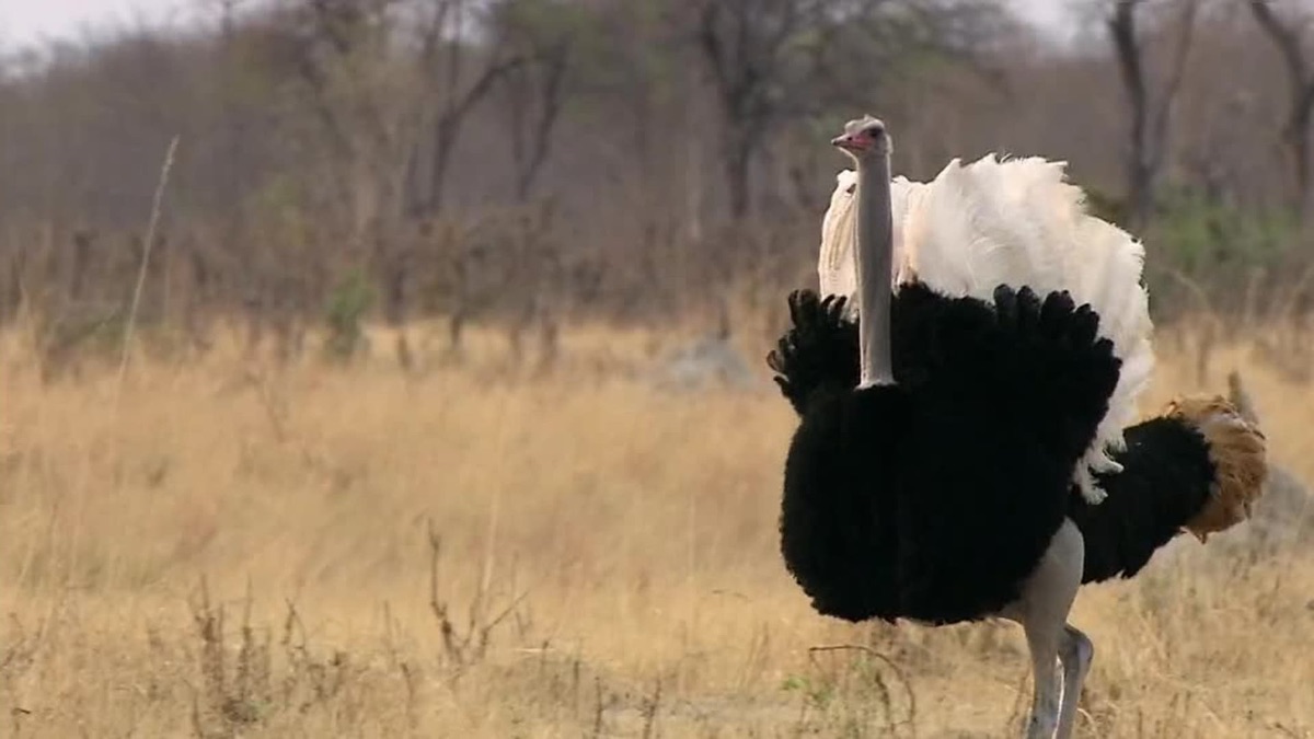 Africa's Deadly Kingdom: Kalahari - Apple TV