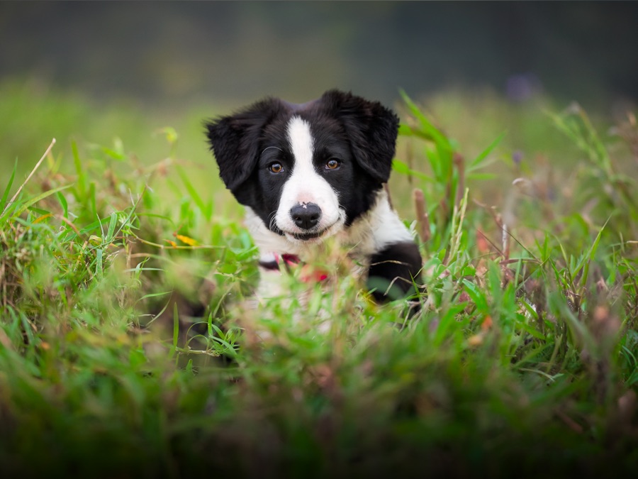 Muster Dogs - Apple TV