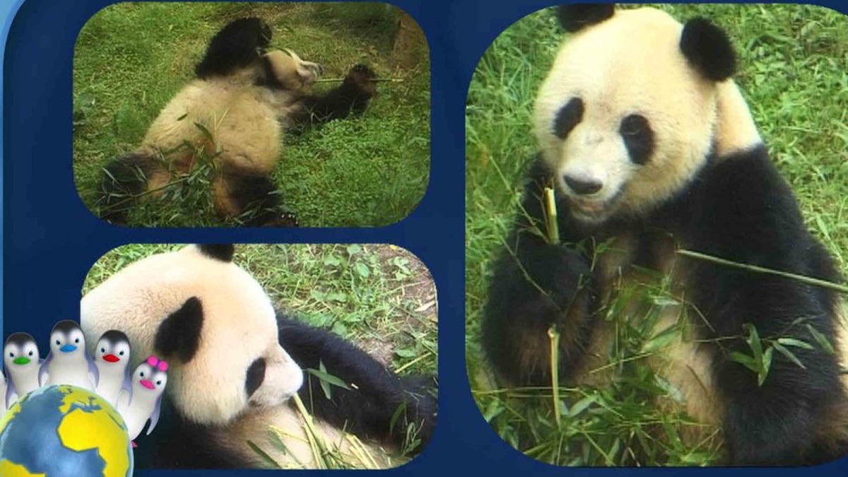 Endangered Species: The Giant Panda! - Ozie Boo! Save the Planet ...