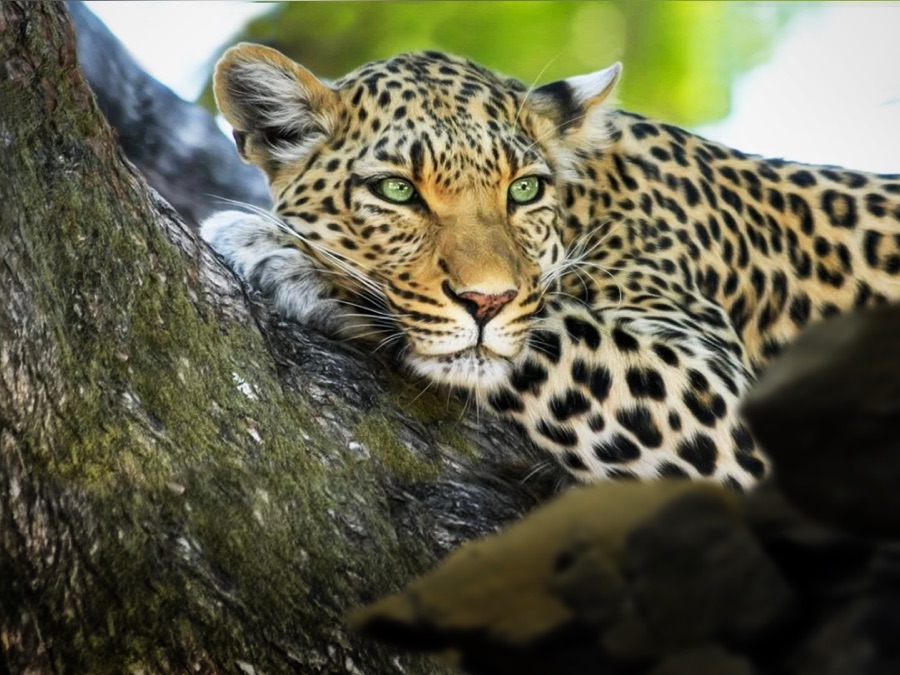 Land Of The Arabian Leopard - Apple TV (AU)