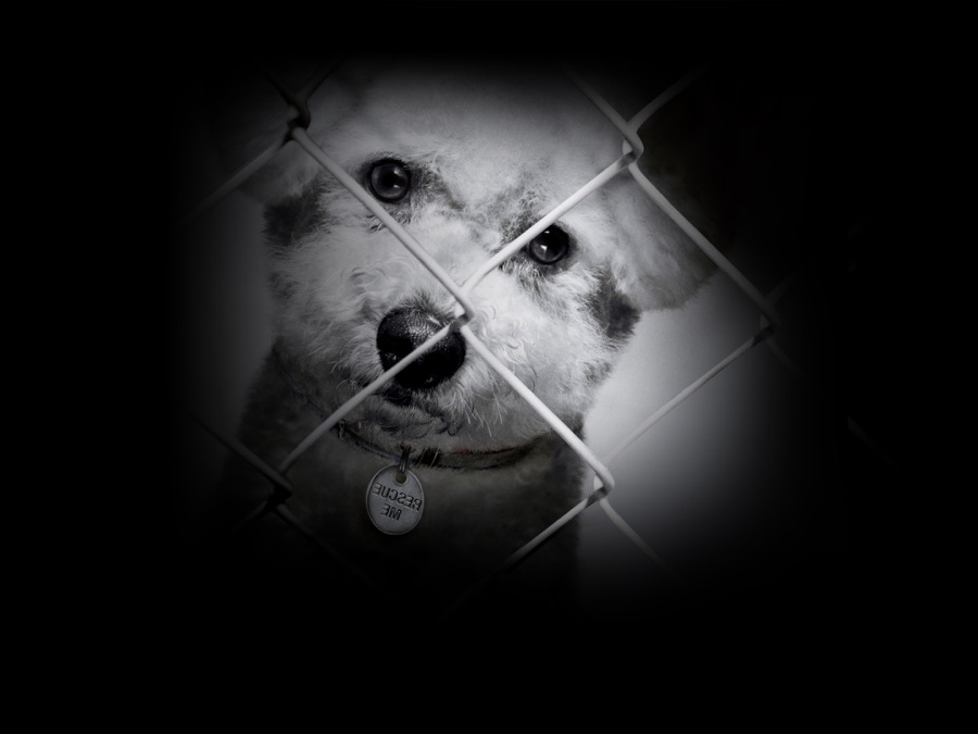 One Nation Under Dog: Stories of Fear, Loss & Betrayal - Apple TV