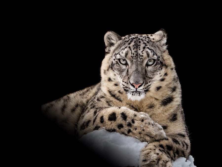 Natural World - Apple TV