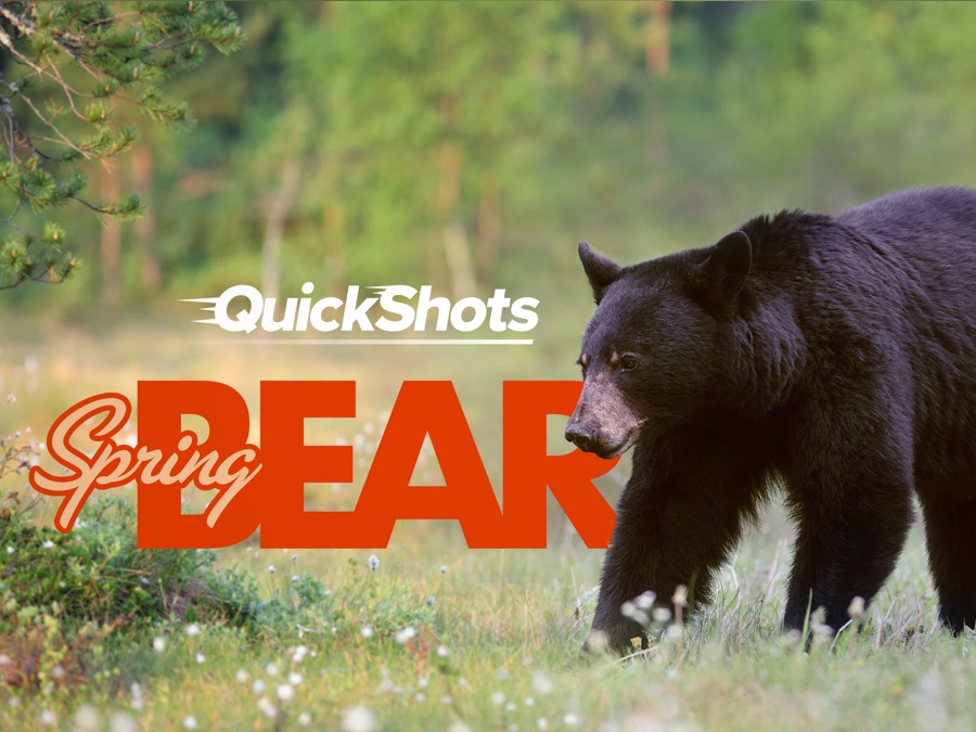 Quick Shots: Spring Bear - Apple TV