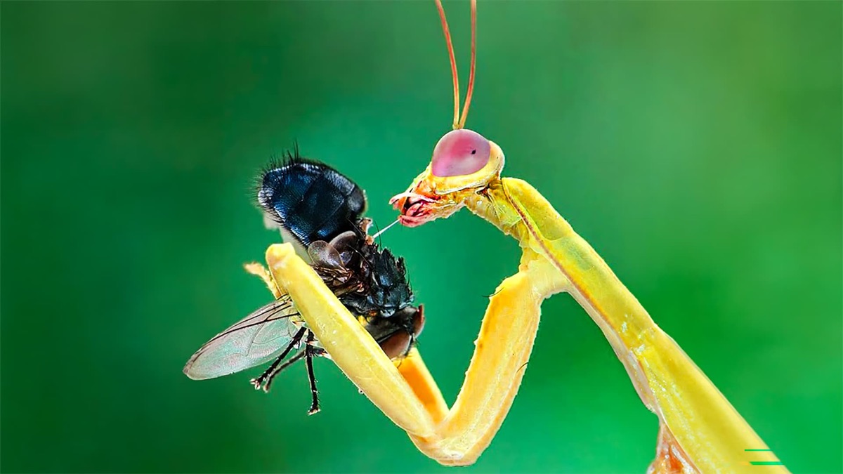 ‎Building Wild Ecosystems: Tanks, Insects, Scorpions and a Mini Lake ...