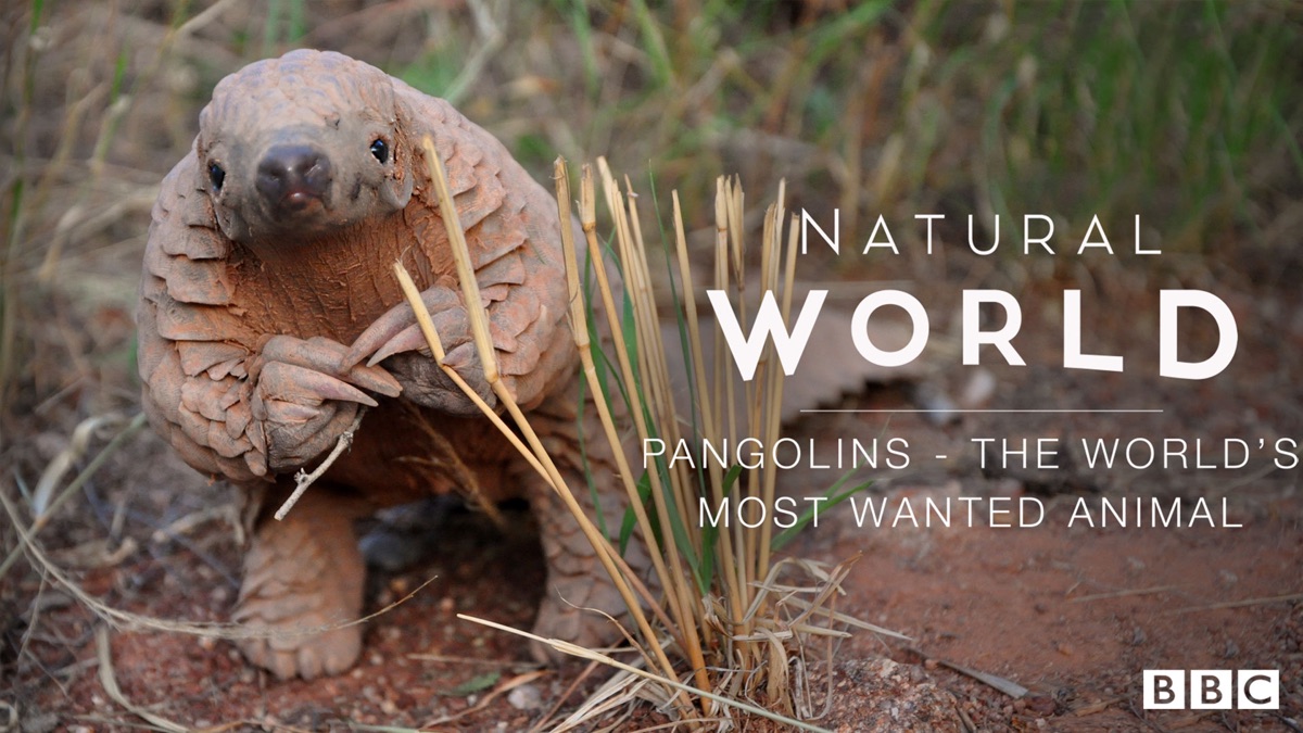 Natural World: Pangolins - The World's Most Wanted Animal - Apple TV (AU)