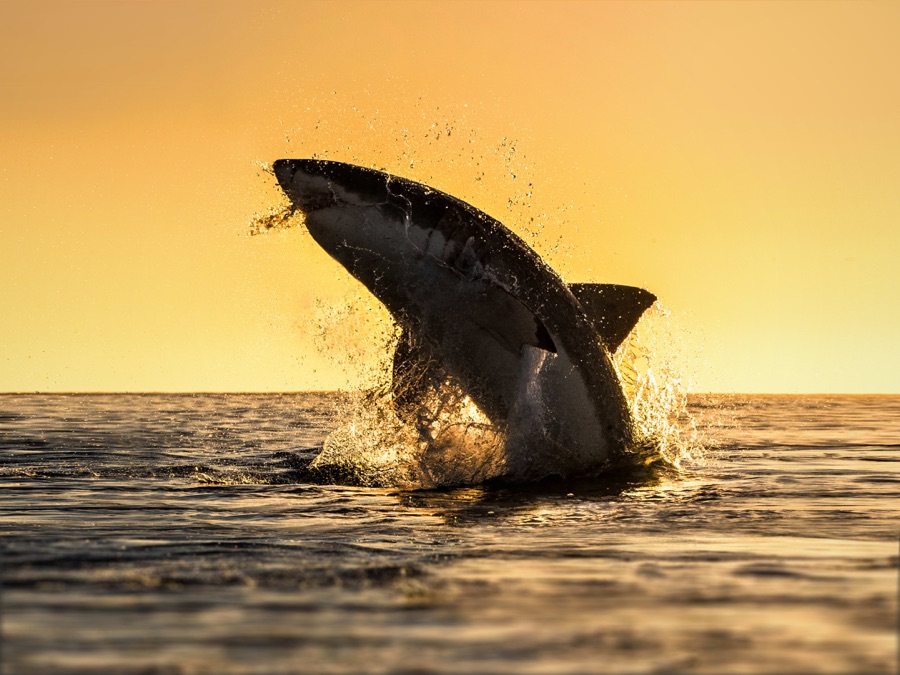 Shark Week Best in Show - Apple TV