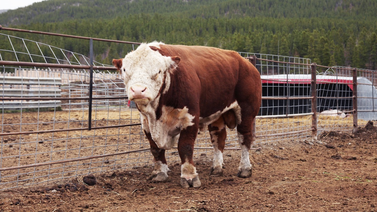 Silly Filly – Dr. Oakley, Yukon Vet (Season 12, Episode 9) - Apple TV (AU)