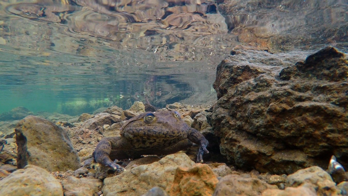 ‎Fantastic Frogs - Wildlife Icons (Series 2, Episode 2) - Apple TV (PL)
