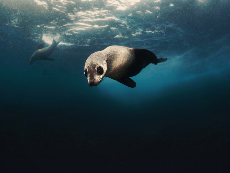 Shark Bait - Apple TV