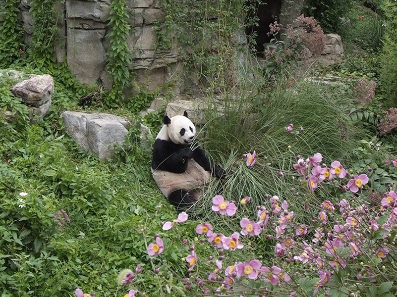 National Zoo Animals and Live Cams - Apple Maps