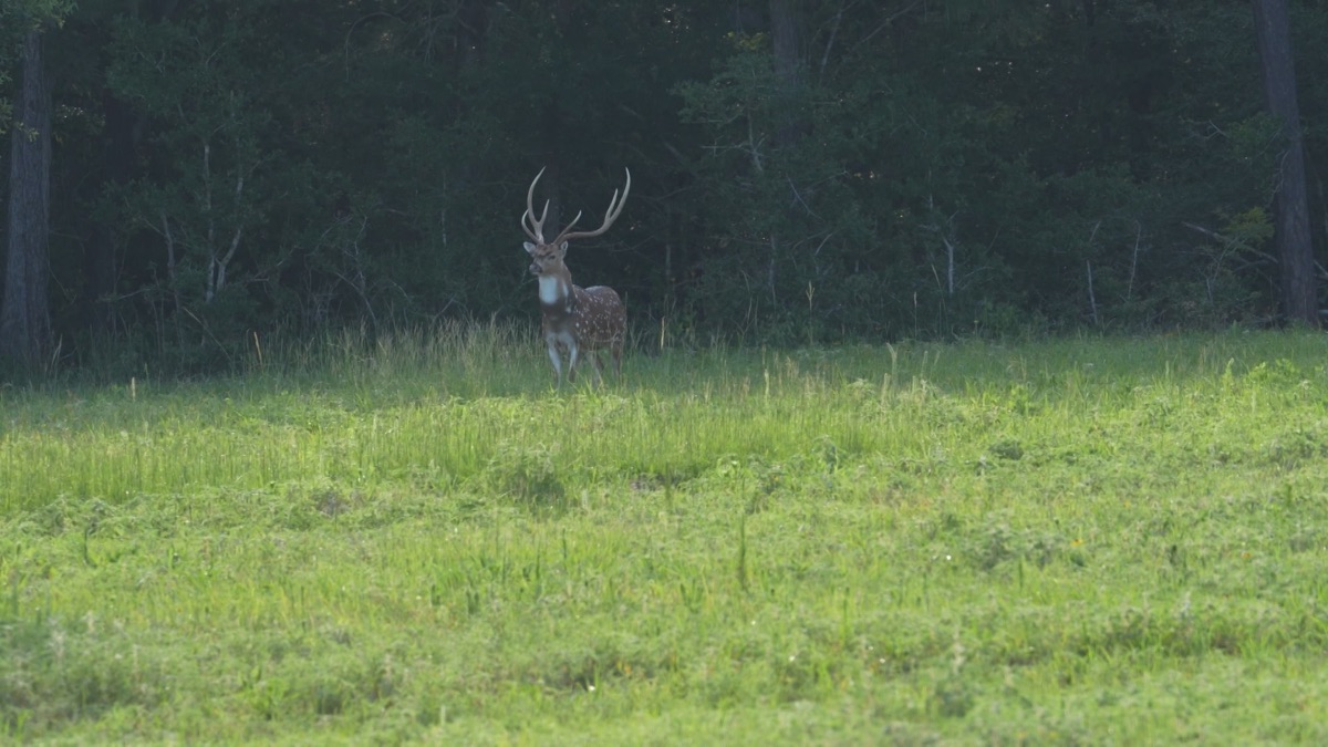 Double Drop Ranch – No Limits Hunting (Season 9, Episode 3) - Apple TV (CA)