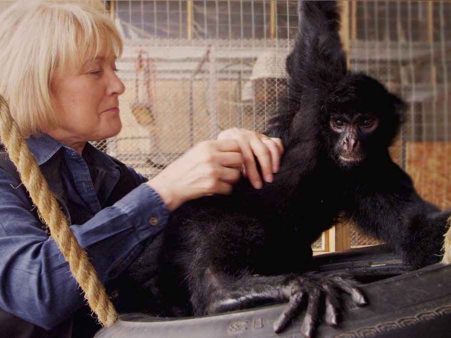 Dodo Heroes: Courage Up Close - Apple TV