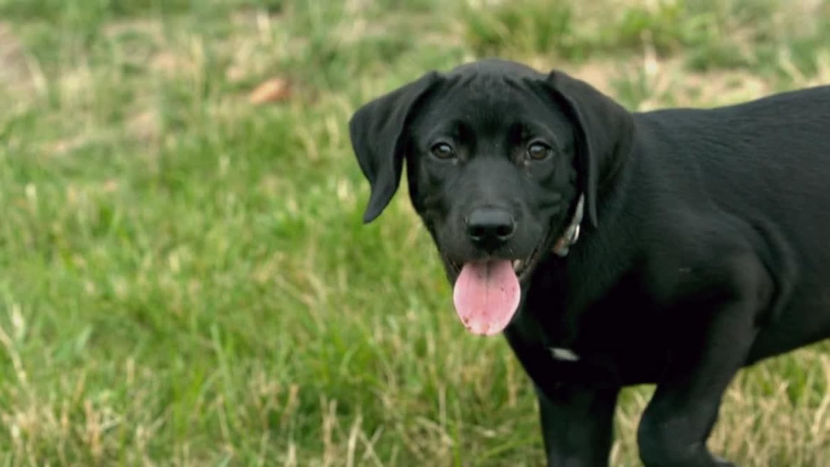 Funny Dogs 2 - Apple TV