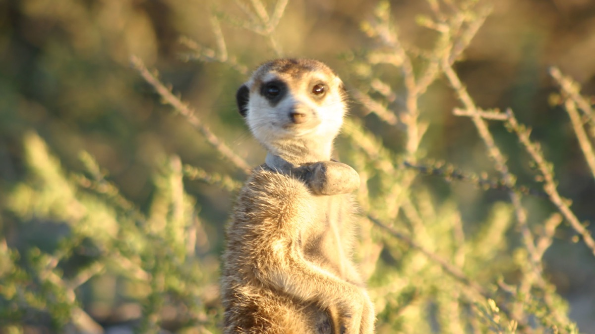 Love Thy Neighbor - Meerkat Manor (Series 1, Episode 2) - Apple TV (UK)