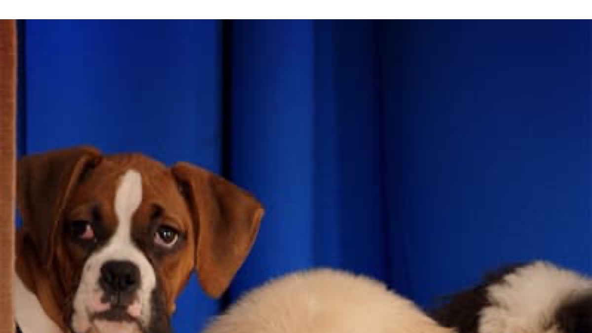 ‎Pup Academy - Apple TV