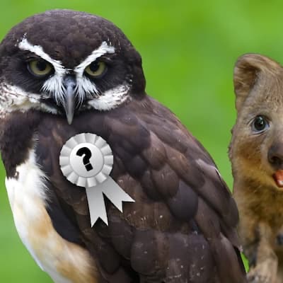 ‎Bizarre Beasts - Apple TV