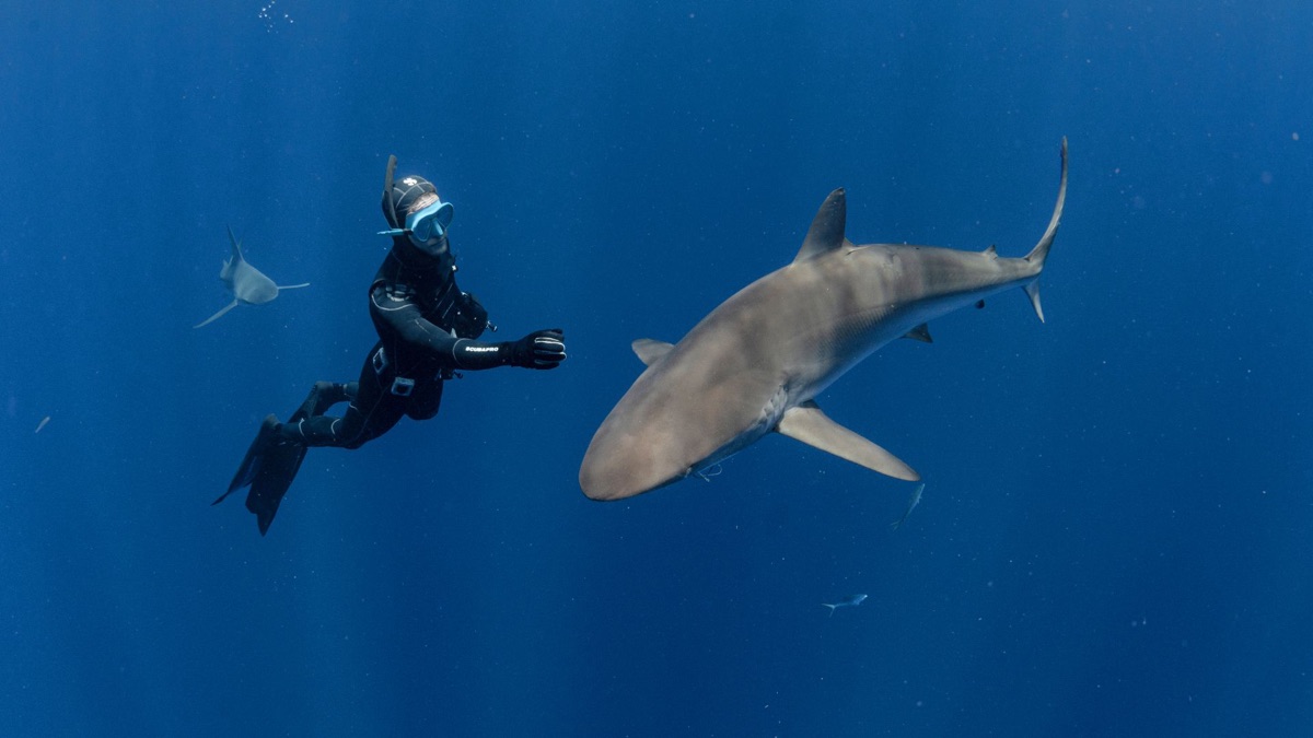 ‎Episodio 1 - Tiburones de cerca - Apple TV (ES)