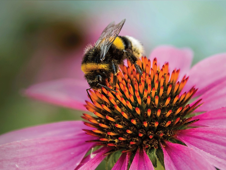 Plant Science: An Introduction to Botany - Apple TV