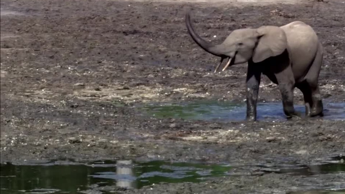 Elephants: The Twilight of the Giants - Apple TV