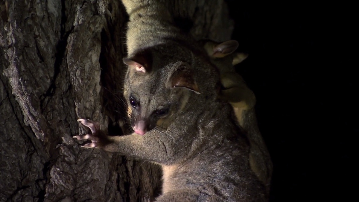 Possum Wars - Apple TV (NZ)