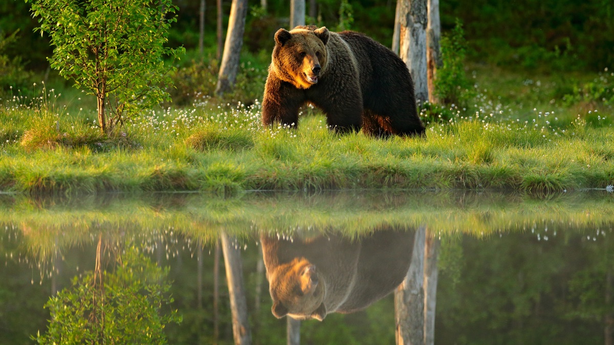 Superstar Dogs: Countdown to Crufts - Apple TV (UK)