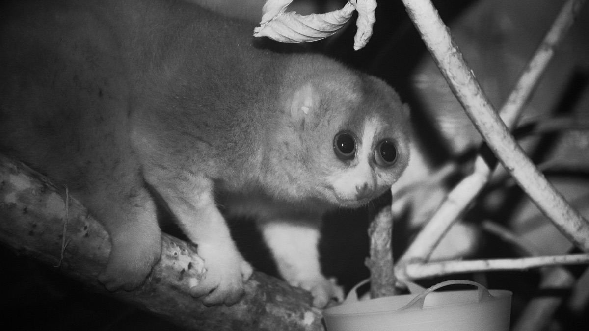 Monkey Life 5 - Monkey Life (Series 17, Episode 5) - Apple TV (UK)