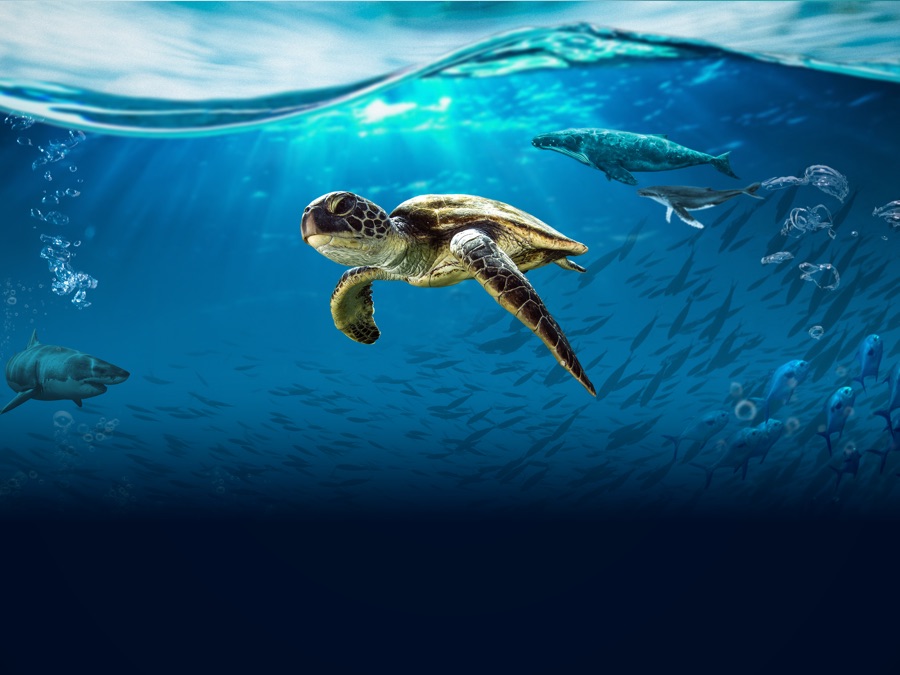 Turtle Odyssey - Apple TV