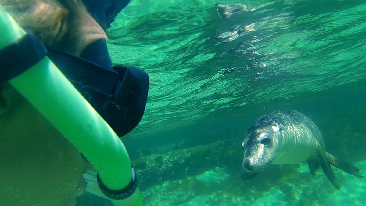 SA Weekender - Apple TV (AU)