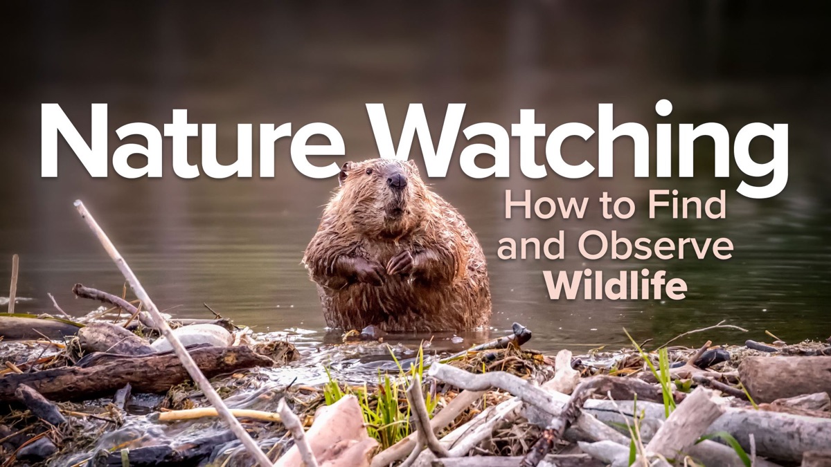 ‎Nature Watching: How to Find and Observe Wildlife - Apple TV