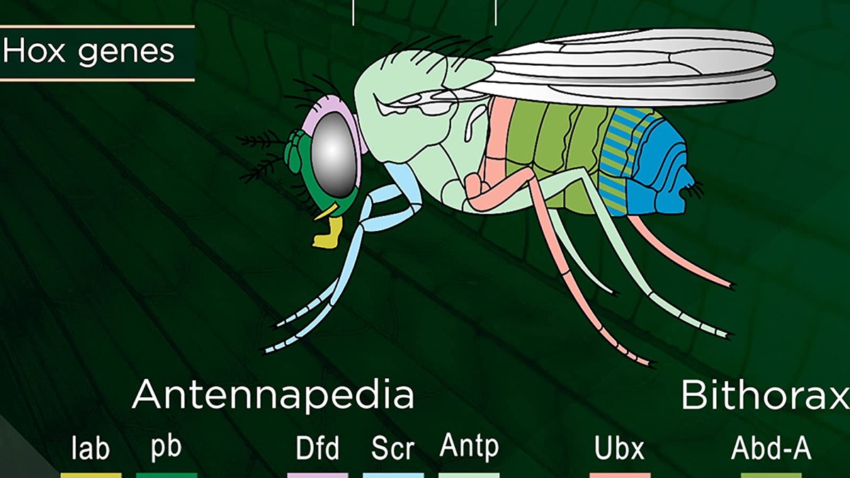 Fruit Flies and Other Research Insects – Why Insects Matter: Earth's ...