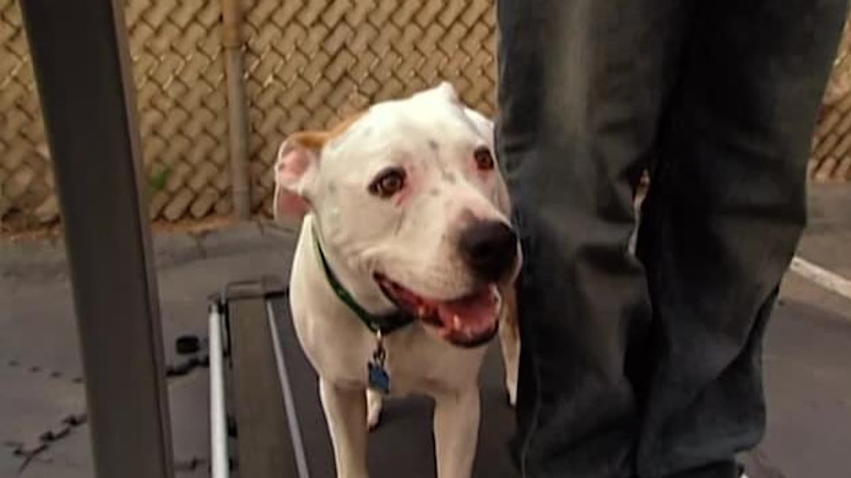 Emily - Dog Whisperer (Season 1, Episode 11) - Apple TV