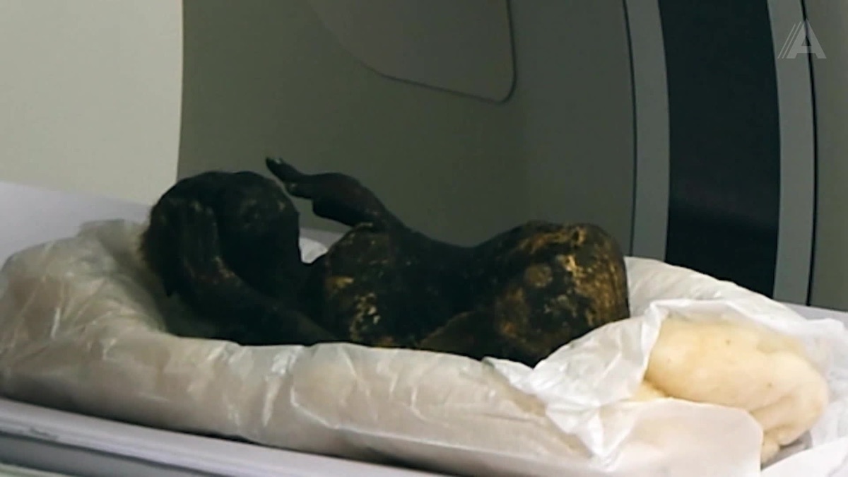 ‎L'homme-poisson – Strange Evidence (Season 8, Episode 6) - Apple TV (CA)