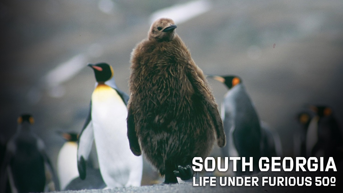 South Georgia: Life Under Furious Fifties - Apple TV