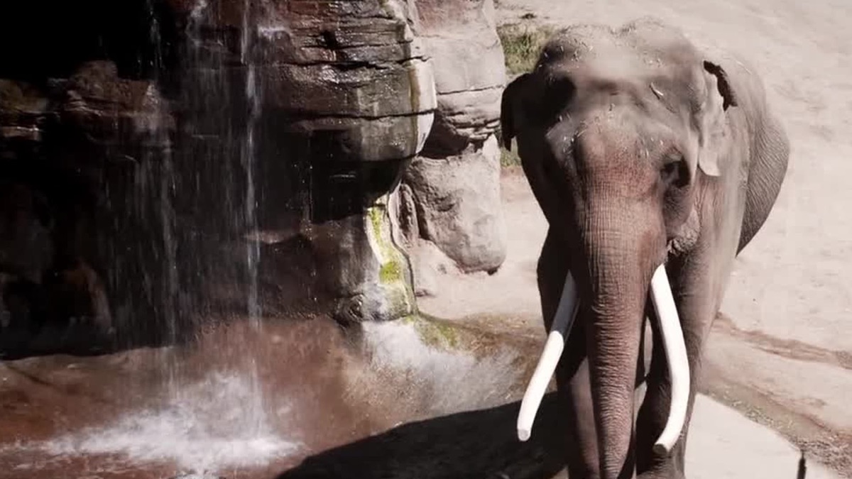 Free Billy - Apple TV