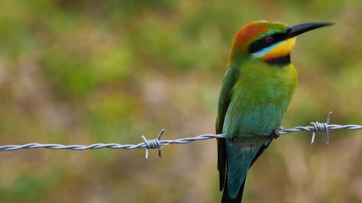 Australian Big Birds - Apple TV