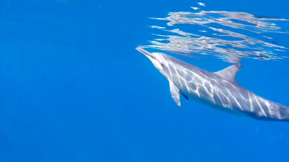 The Dance of the Free Dolphins: A Journey Into the Blue - Apple TV