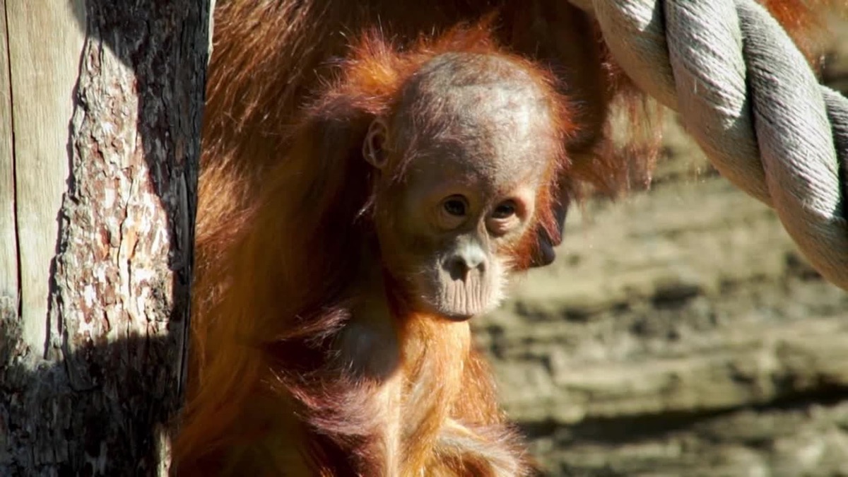 Baby Animals From Southeast Asia - Baby Animals and Friends (Season 2 ...