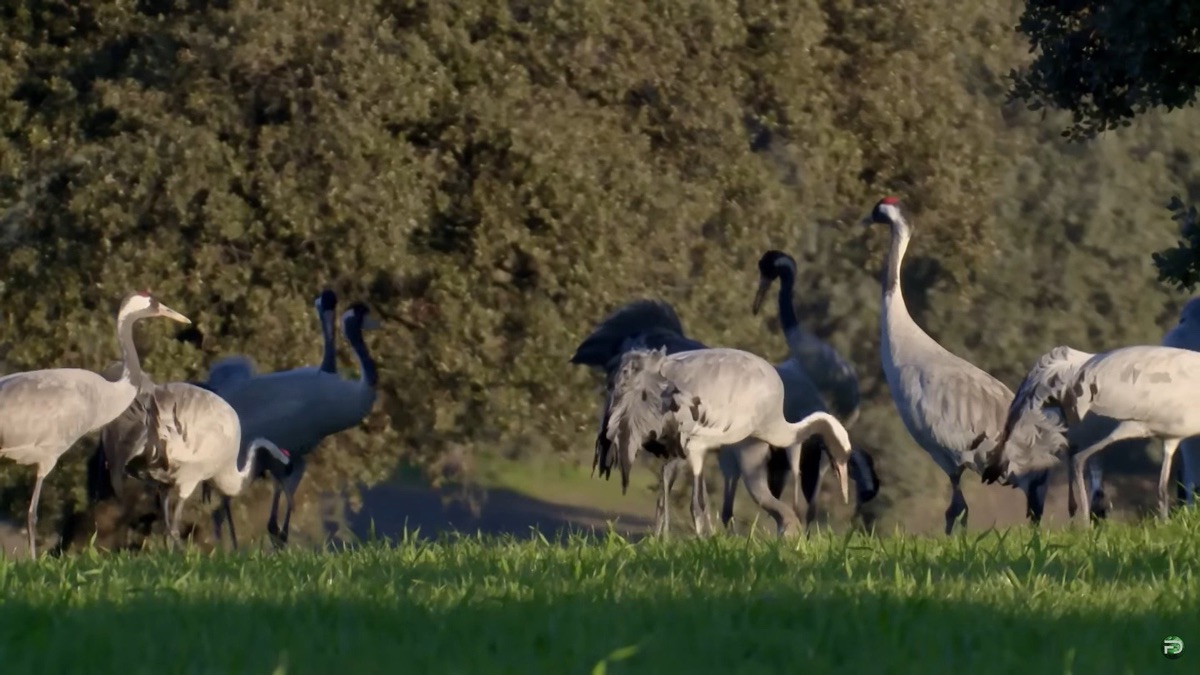 Wild & Wide Awake - Spring Across Europe - Apple TV (AU)