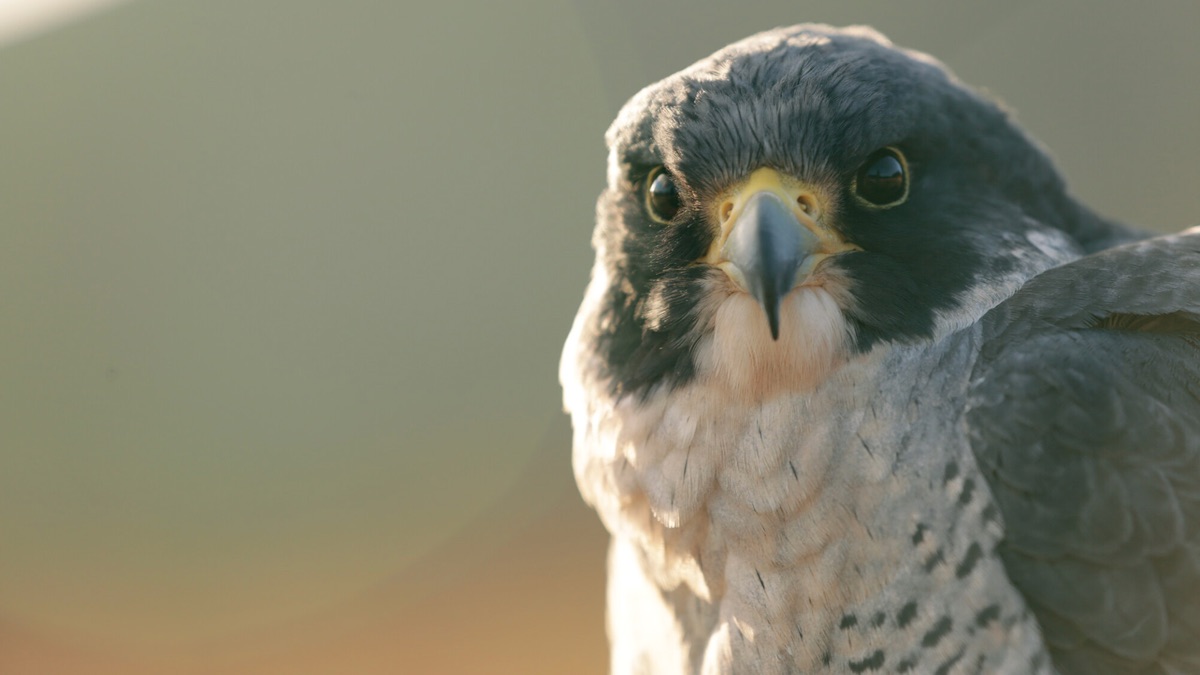 NATURAL WORLD: SUPER FAST FALCON - Apple TV (CA)