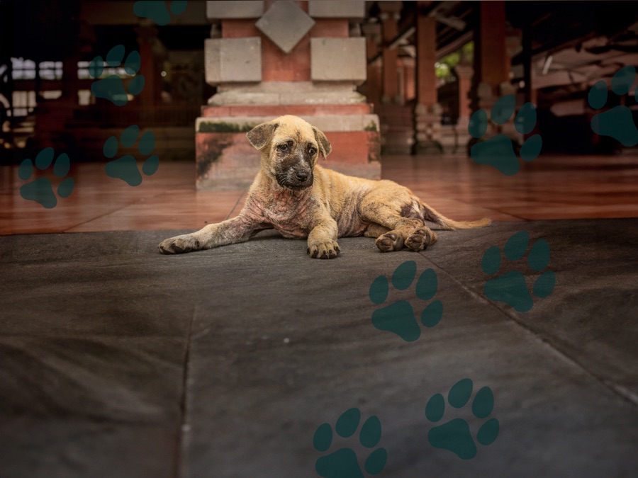 Dog Tales Rescue - Apple TV (UK)