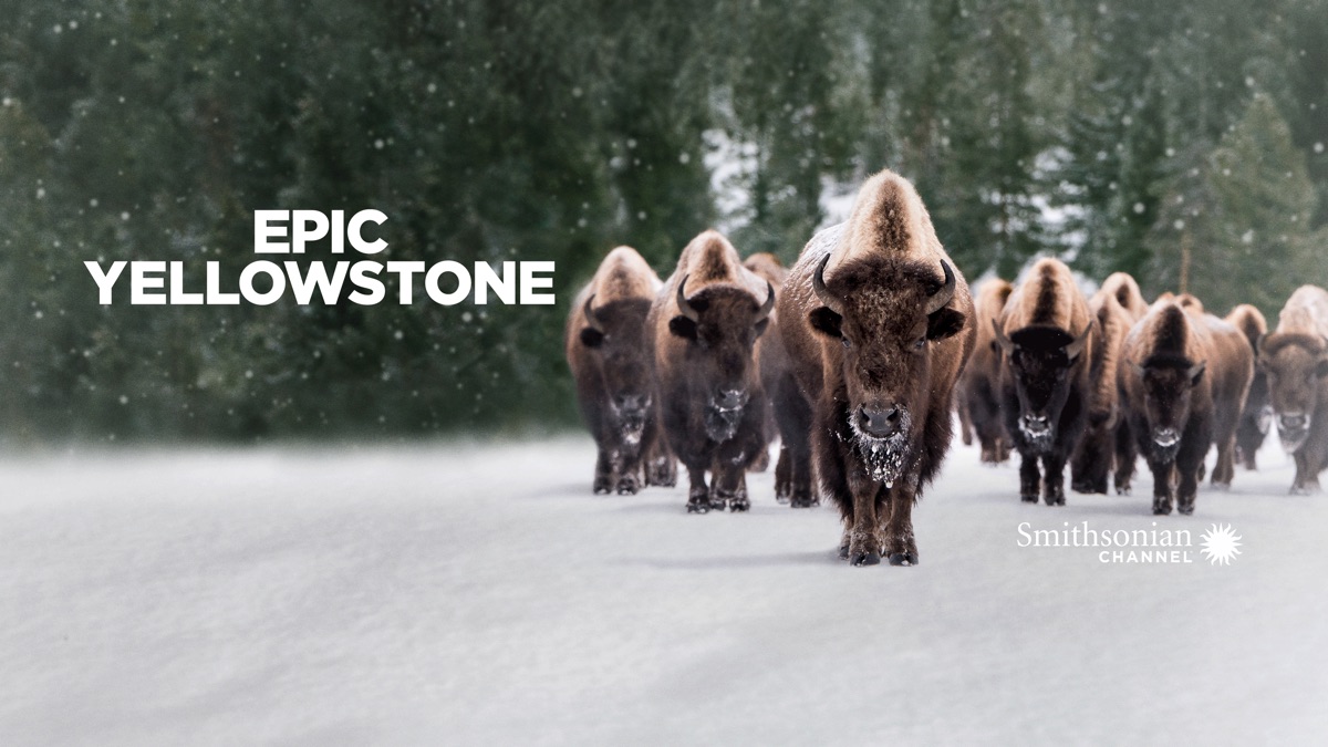 ‏Epic Yellowstone - Apple TV