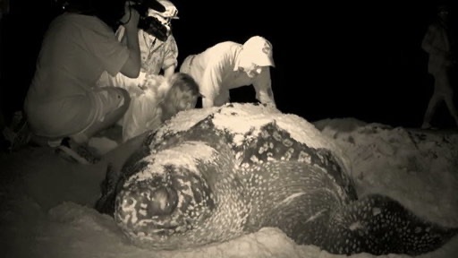 Sea Turtles of Pongara - Jack Hanna's Into the Wild (Season 8, Episode ...