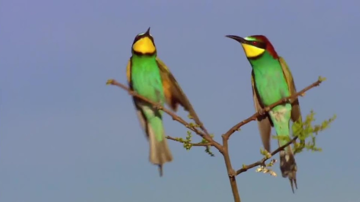 The Real Angry Birds - Apple TV